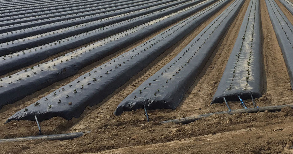 Banded controlled-release and conventional fertilizer in horticultural ...