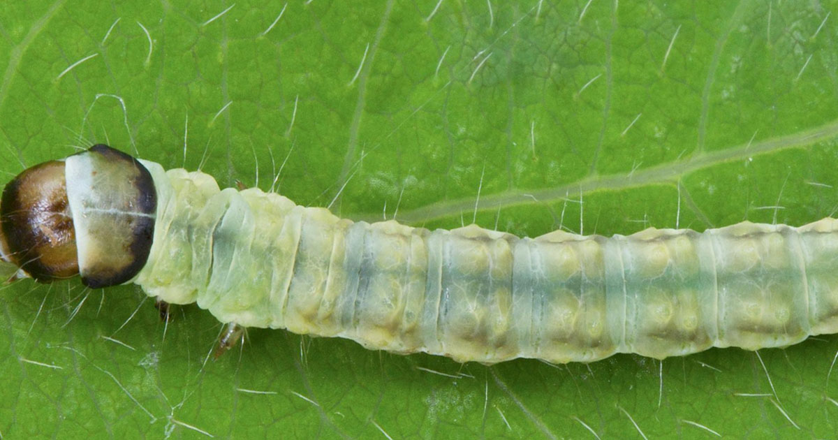 A biological strategy to control obliquebanded leafroller in orchards ...