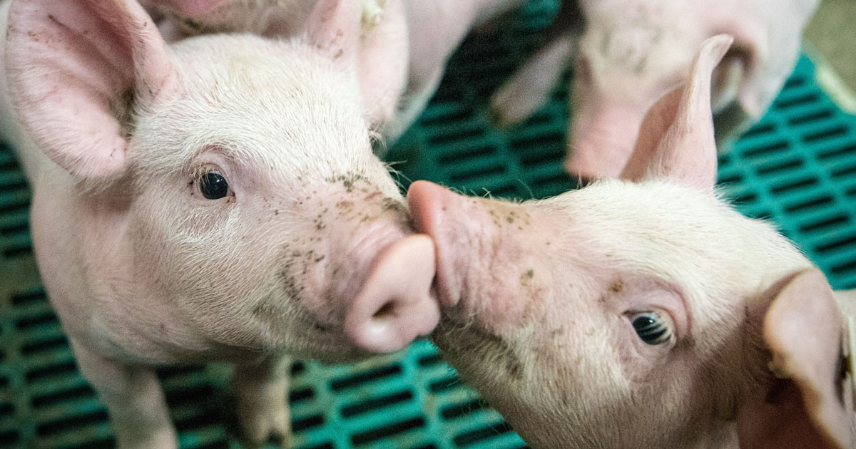 Improving animal welfare in hog production by adopting a smart ...