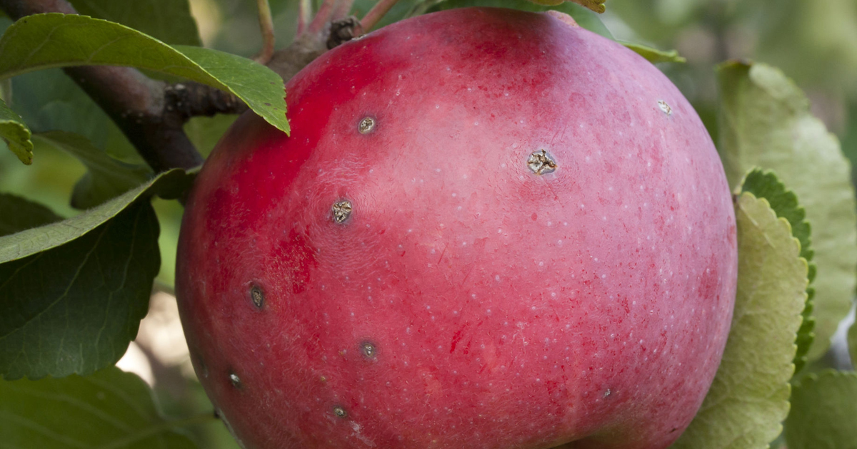 Tailoring apple scab control strategies to the properties of the ...